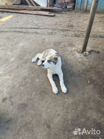 Продам щенка алабая