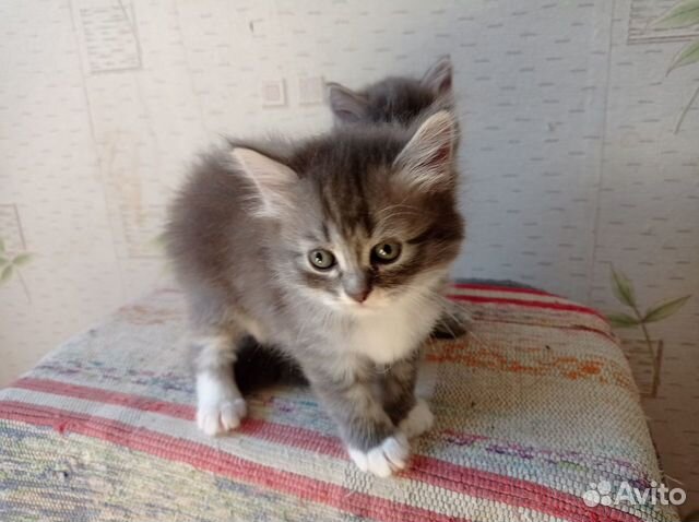 Ласковая кошечка в добрые руки