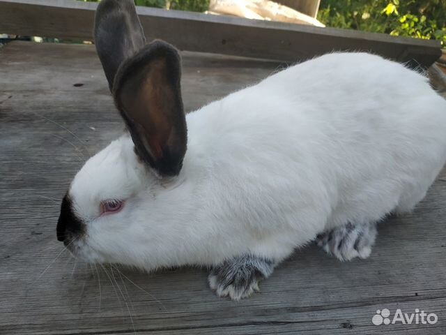 Крол и крольчихи калифорния