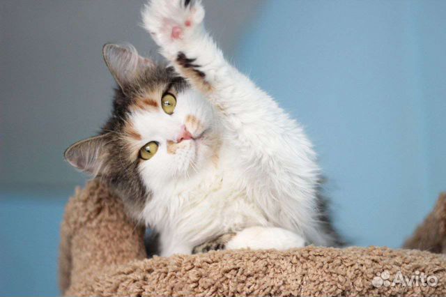 Кошка Фрида