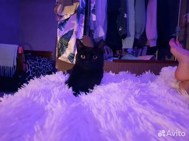 Милая добрая кошечка Ева