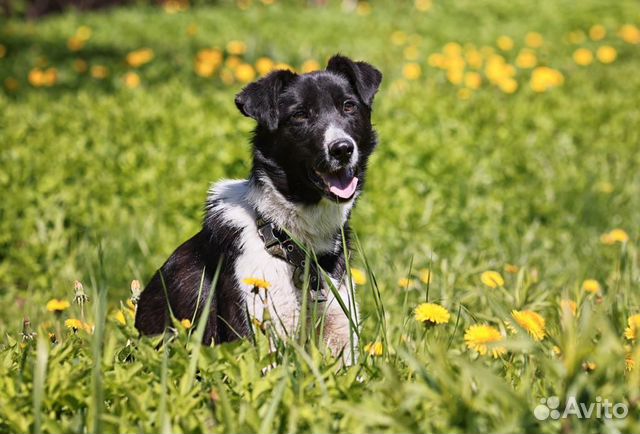 Добрая, преданная собака
