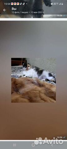 Котята от кошки породы скотишфолд вислоухие