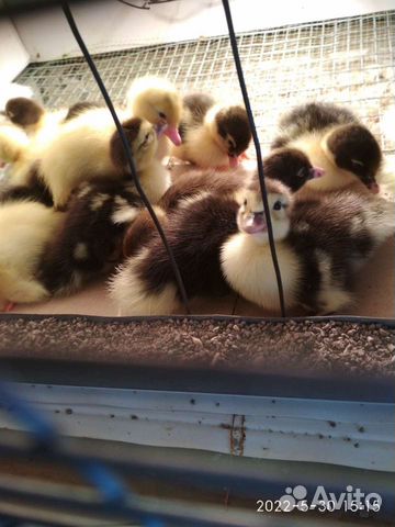 Мускусные утята индоутки,шипуна