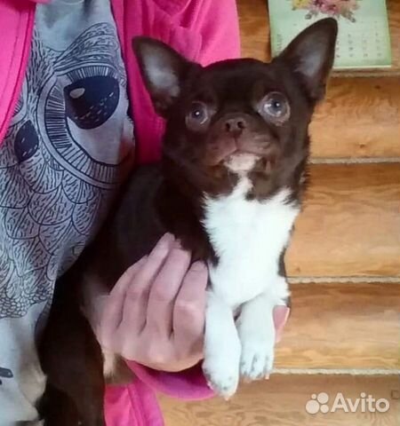Чихуахуа взрослый мальчик