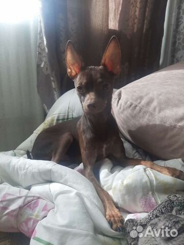 Русский той-терьер вязка