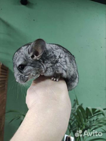 Шиншилла мальчик