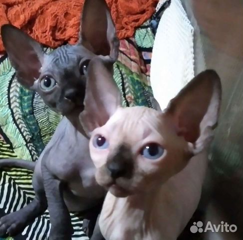 Канадский сфинкс котенок