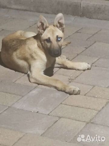Собаки бесплатно в добрые руки