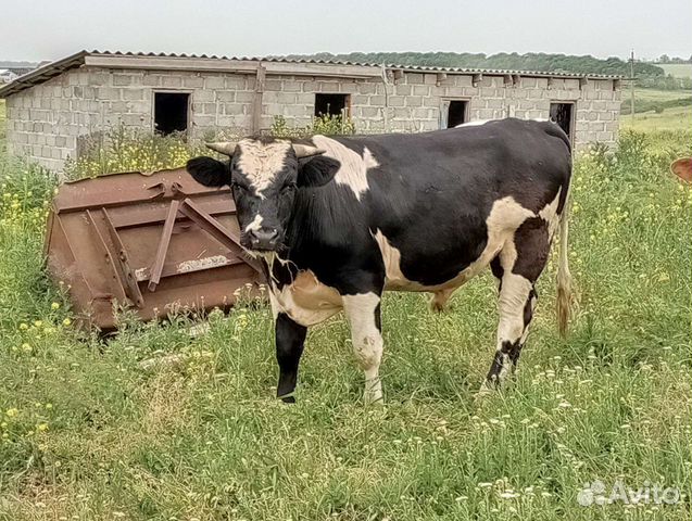 Быки на племя