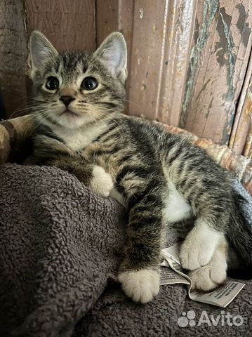 Котенок мальчик