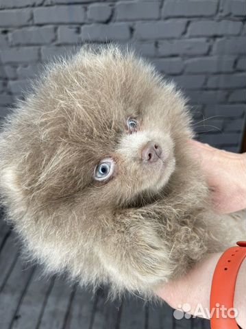 Померанский шпиц медвежьего типа