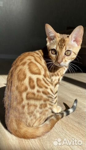 Бенгальские котята