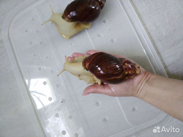 Улитки ахатины в дар
