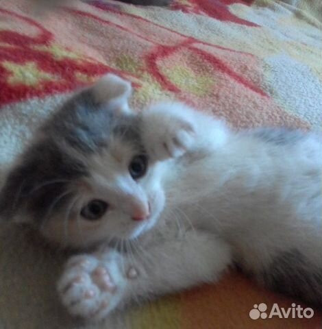 Вислоухие котята бесплатно