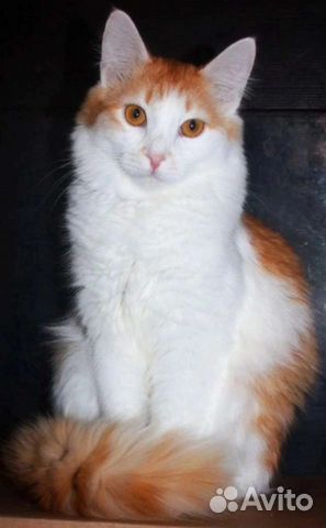 Кошке Рыжуле нужен дом