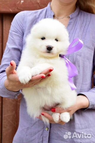 Чистокровные щенята самоеда