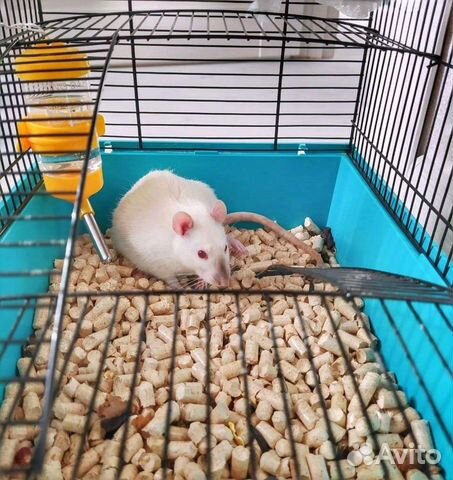 Декоративная крыса