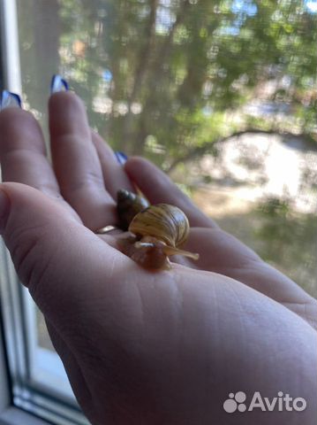 Улитки Ахатины