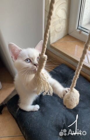 Британские котята