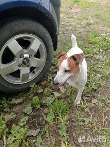 Джек Рассел терьер