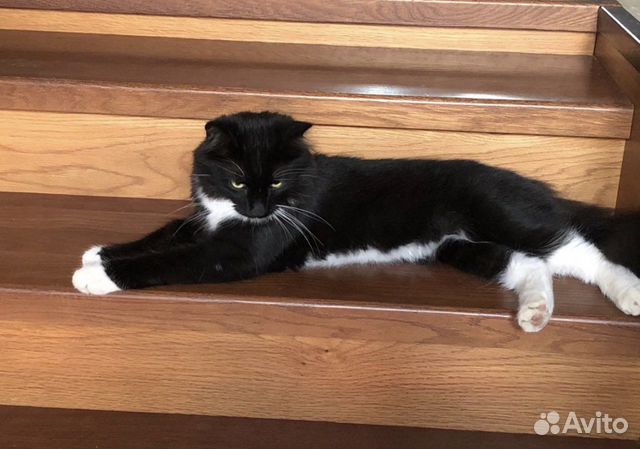 Отдам котика в хорошие руки. В часный дом