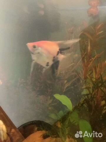 Скалярии кои и сом анциструс