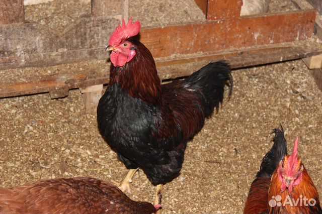 Петухи Ломан и др. пород