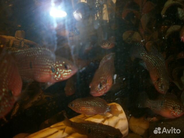 Хромис красавец