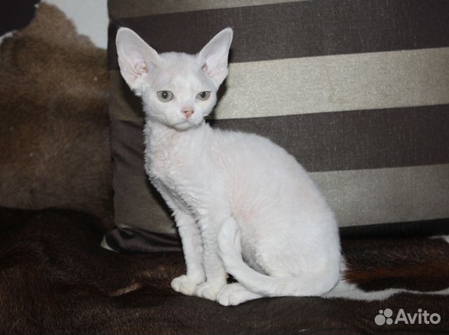 Белокурый Пупсик