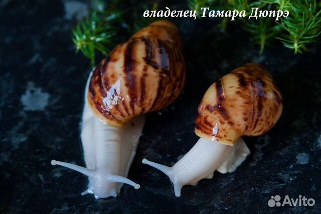 Серебристые улитки 5.97см архахатины гигантские