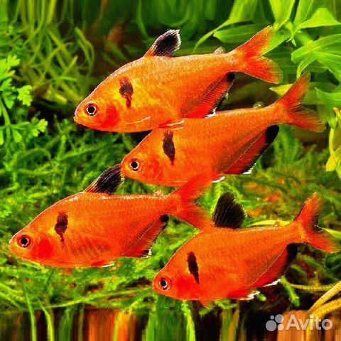 Рыбки минора