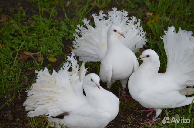 Голуби "Павлины"