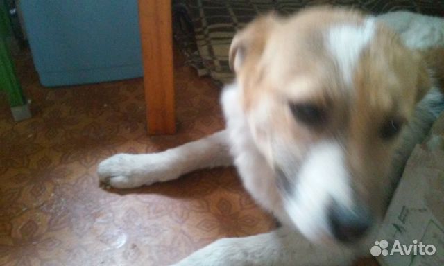 Собака-охраняка метиска возраст 9 мс стерилизована