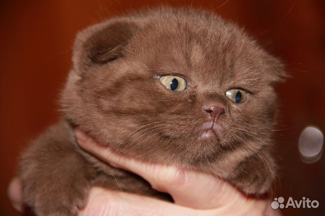 Шотландские вислоухие котята