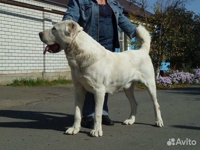 Кобели Чемпионы России белые и не только
