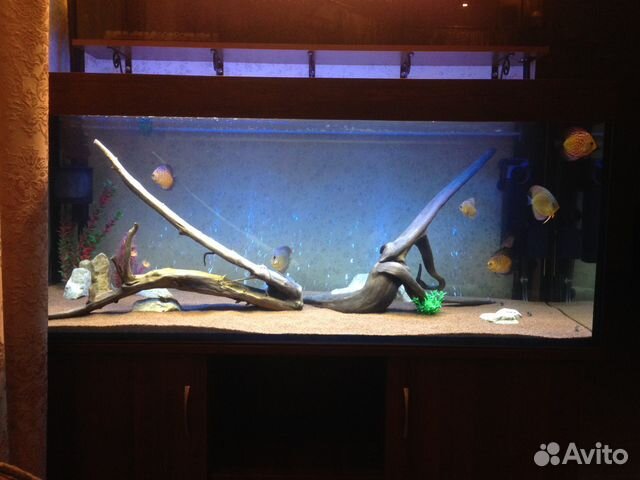 Аквариум на 450 литров
