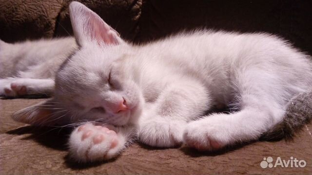 Котята Сноу Шу