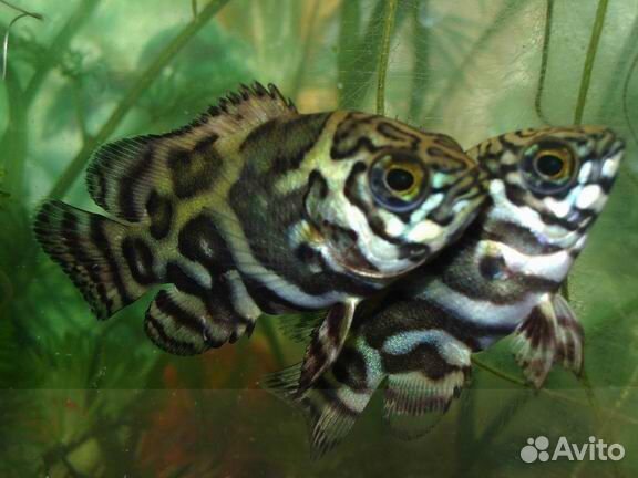 Астронотусы