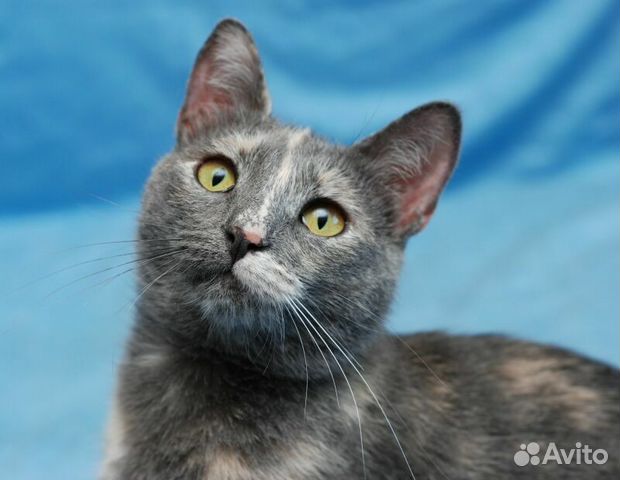 Весна - Вы думаете, что это кошка