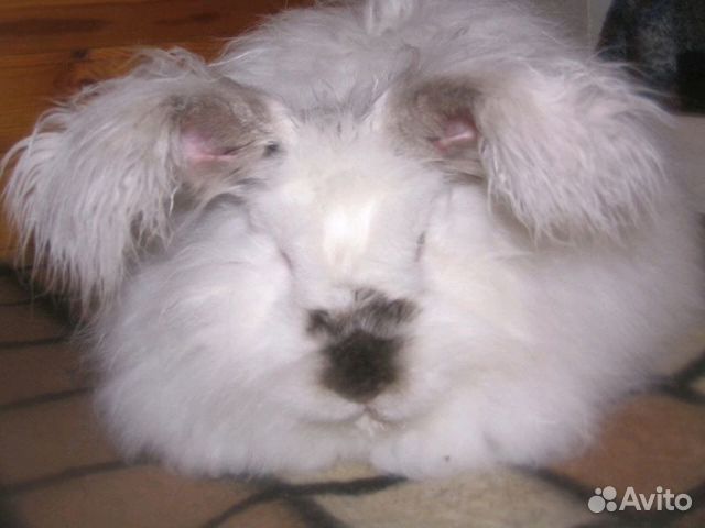 Немецкая ангора