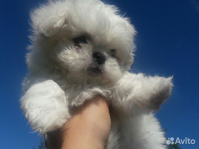 Щенки мальтийской болонки