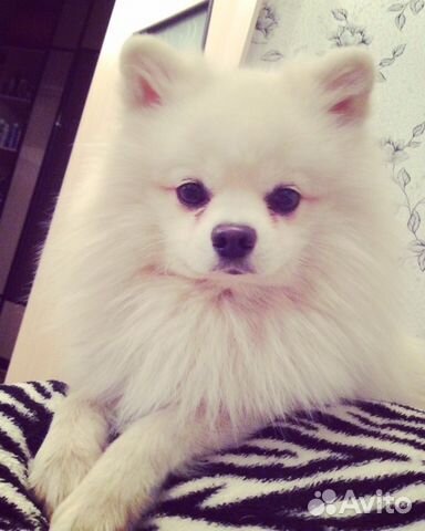 Вязка белый шпиц