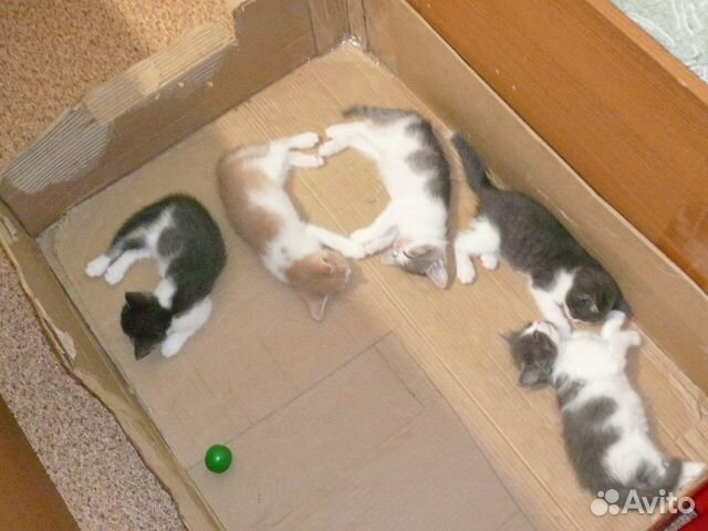 Пушистое счастье