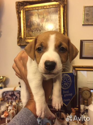 Джек Рассел Терьер Щенки