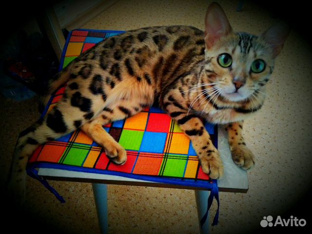 Бенгальские кошки