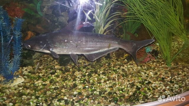 Акулий сом 25-30 см