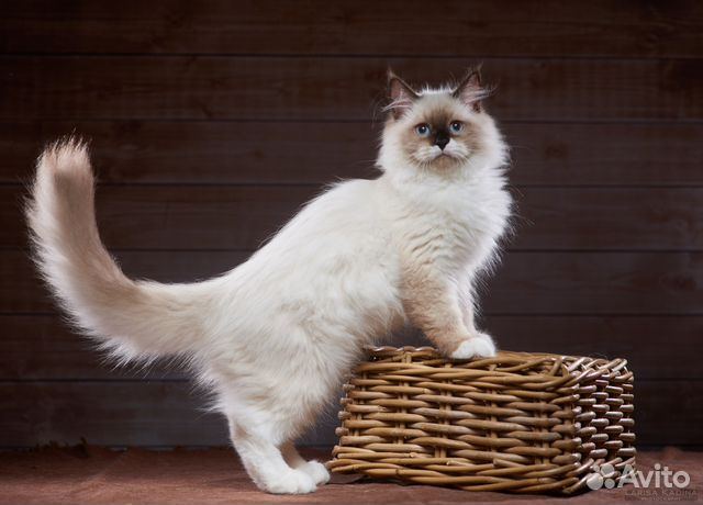 Сибиряки с голубыми глазами