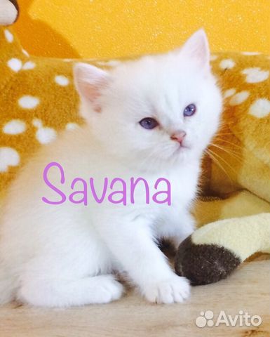 Котенок девочка Savana