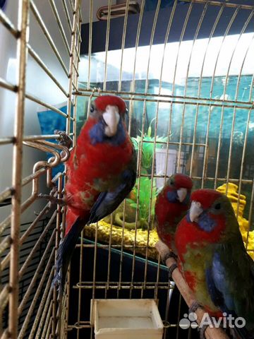 Розелла Пинантовая